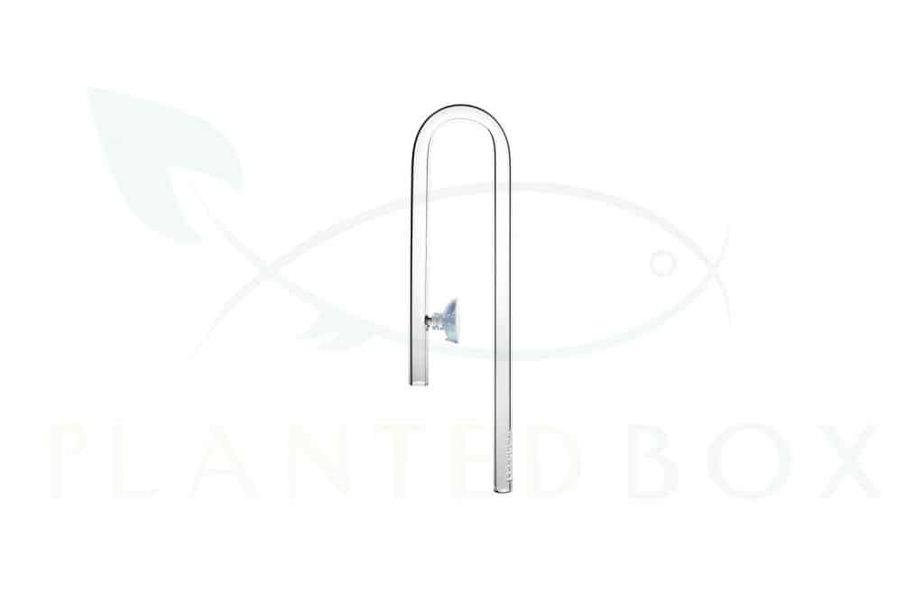 Violet lily pipe for aquarium | PlantedBox