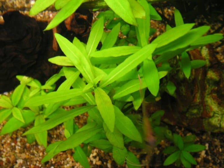 5 fast-growing aquarium plants to improve your tank | PlantedBox