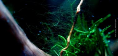 Draadalg voorkomen & bestrijden in je aquarium | PlantedBox