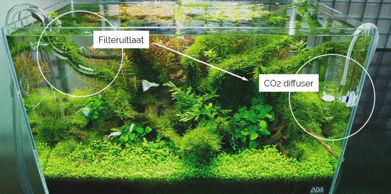 CO2 diffusers voor je aquarium: een complete gids | PlantedBox