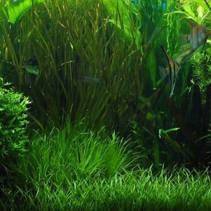 Welke voorgrondplantjes voor je aquarium? | PlantedBox