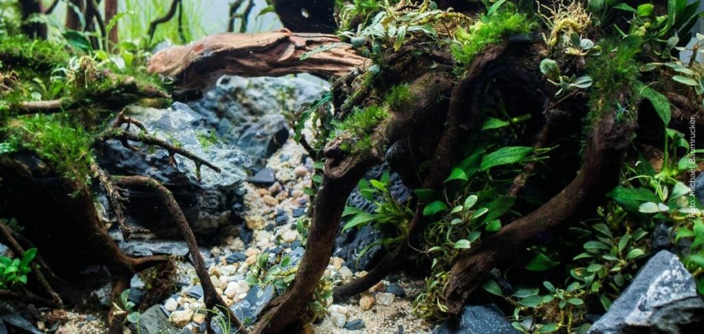 Je aquariumplanten worden geel? Lees deze tips | PlantedBox