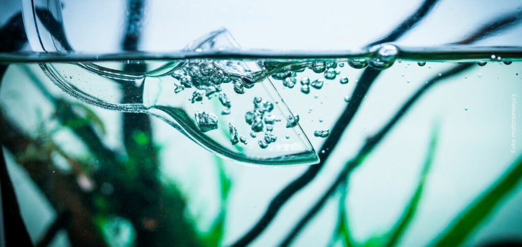 Lily pipe aquarium ? Avantages et inconvénients | PlantedBox