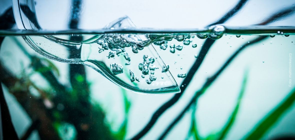 Lily pipe aquarium: discover its pros and cons | PlantedBox