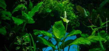 Anubias care: ultimate guide to grow Anubias | PlantedBox