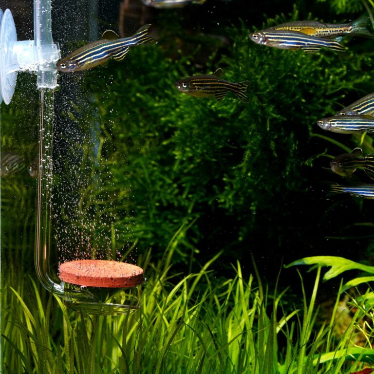 Scape Diffuser: CO2 diffuser voor de aquascaper | PlantedBox