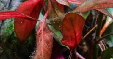 Using hydrogen peroxide in the aquarium | PlantedBox