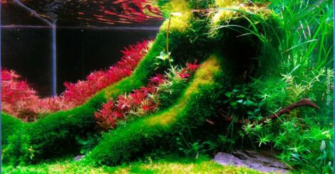 Using hydrogen peroxide in the aquarium | PlantedBox