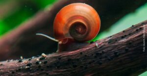 Using hydrogen peroxide in the aquarium | PlantedBox