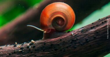 Using hydrogen peroxide in the aquarium | PlantedBox
