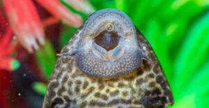 Algeneters aquarium: welke soort is het best? | PlantedBox