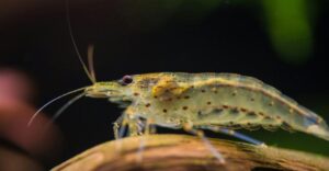 Algeneters aquarium: welke soort is het best? | PlantedBox