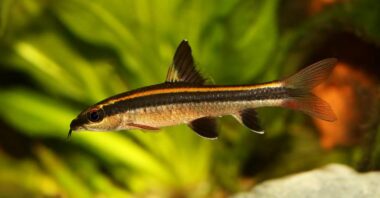 Algeneters aquarium: welke soort is het best? | PlantedBox