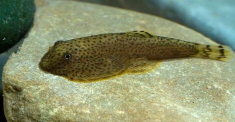 Algeneters aquarium: welke soort is het best? | PlantedBox